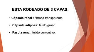 Anatomía del aparato renal, bien explicado en diapositivas | PPTX