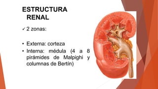 Anatomía del aparato renal, bien explicado en diapositivas | PPTX