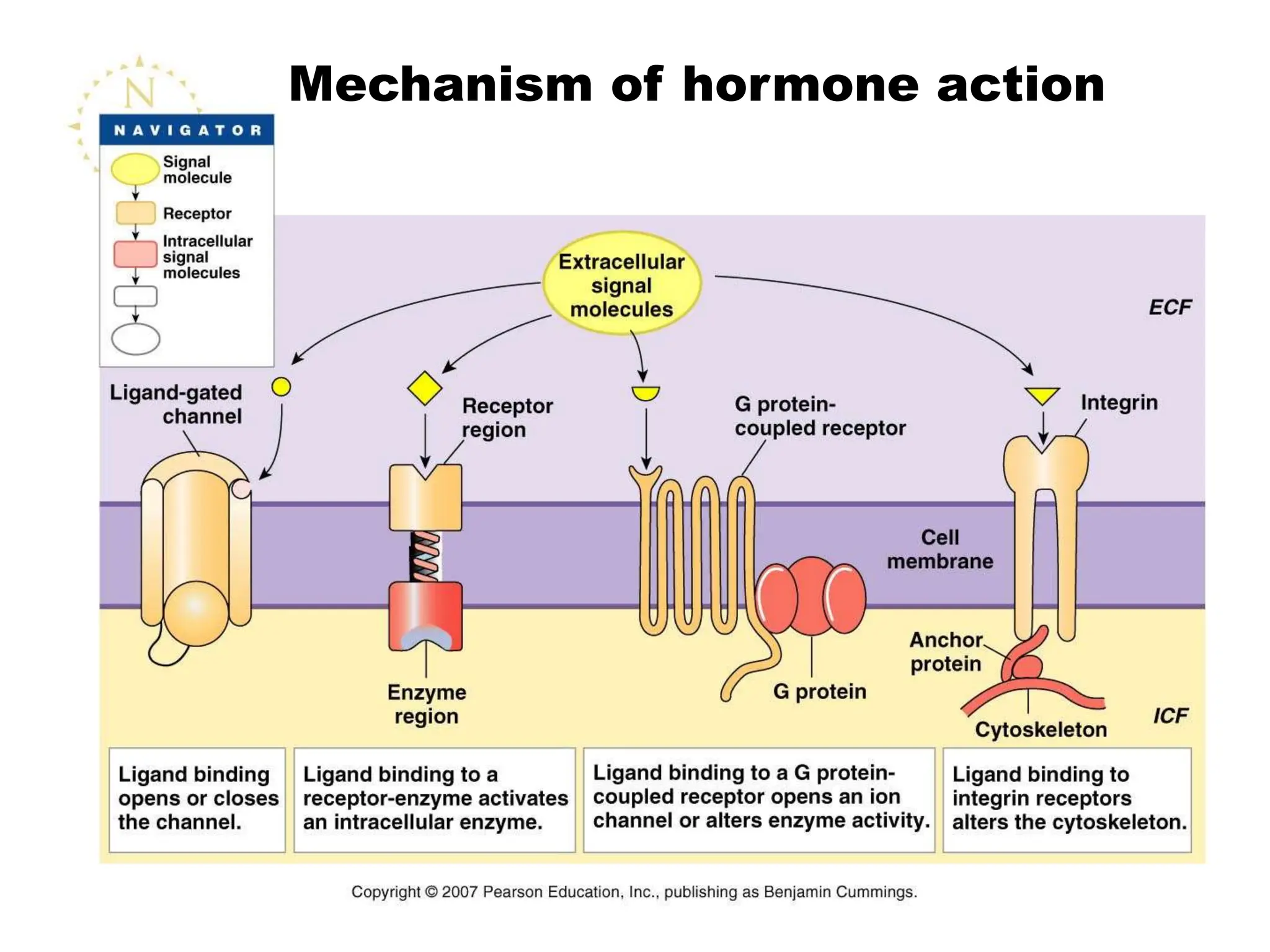1. Hormones and their examples, characteristics | PPT