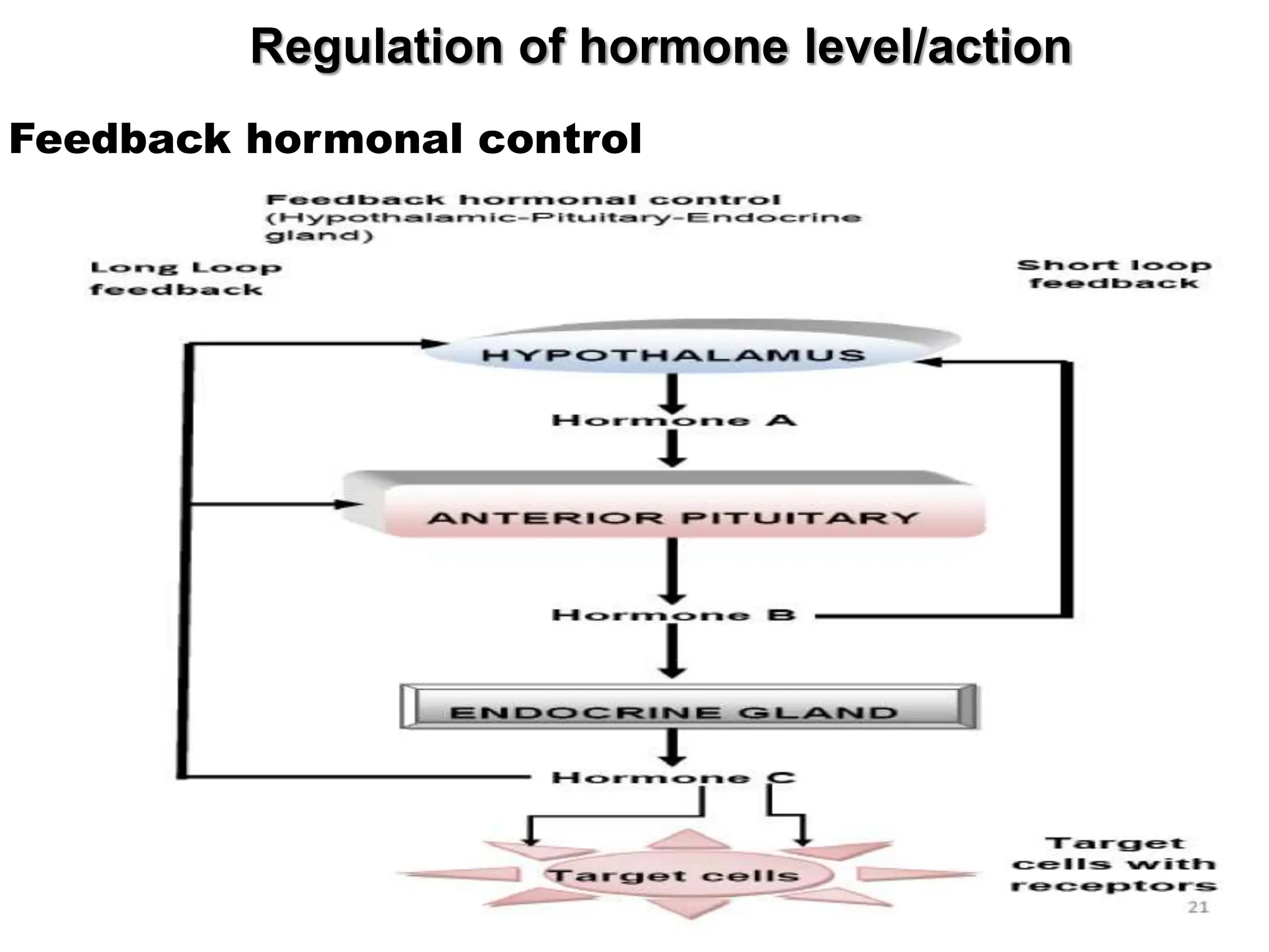 1. Hormones and their examples, characteristics | PPT