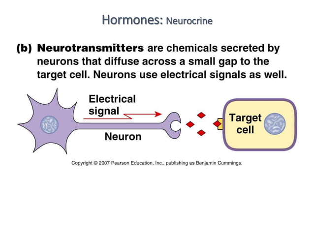 1. Hormones and their examples, characteristics | PPT