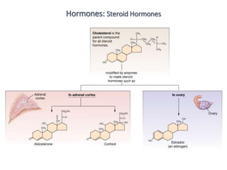 1. Hormones and their examples, characteristics | PPT