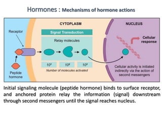 1. Hormones and their examples, characteristics | PPT