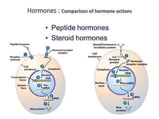 1. Hormones and their examples, characteristics | PPT