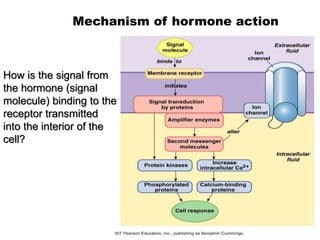 1. Hormones and their examples, characteristics | PPT