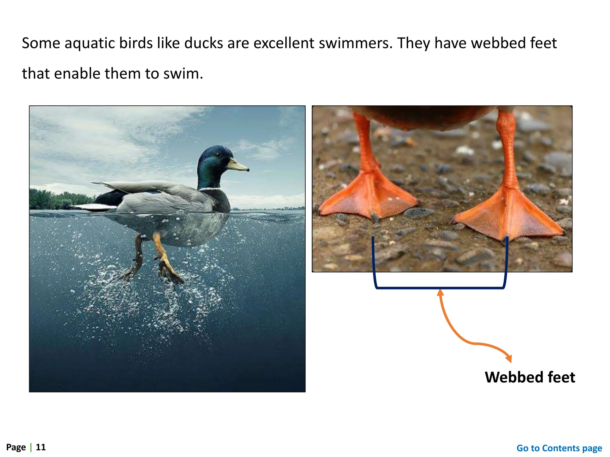 1. Grade 5-Adaptations and Interdependence of Plants and ...