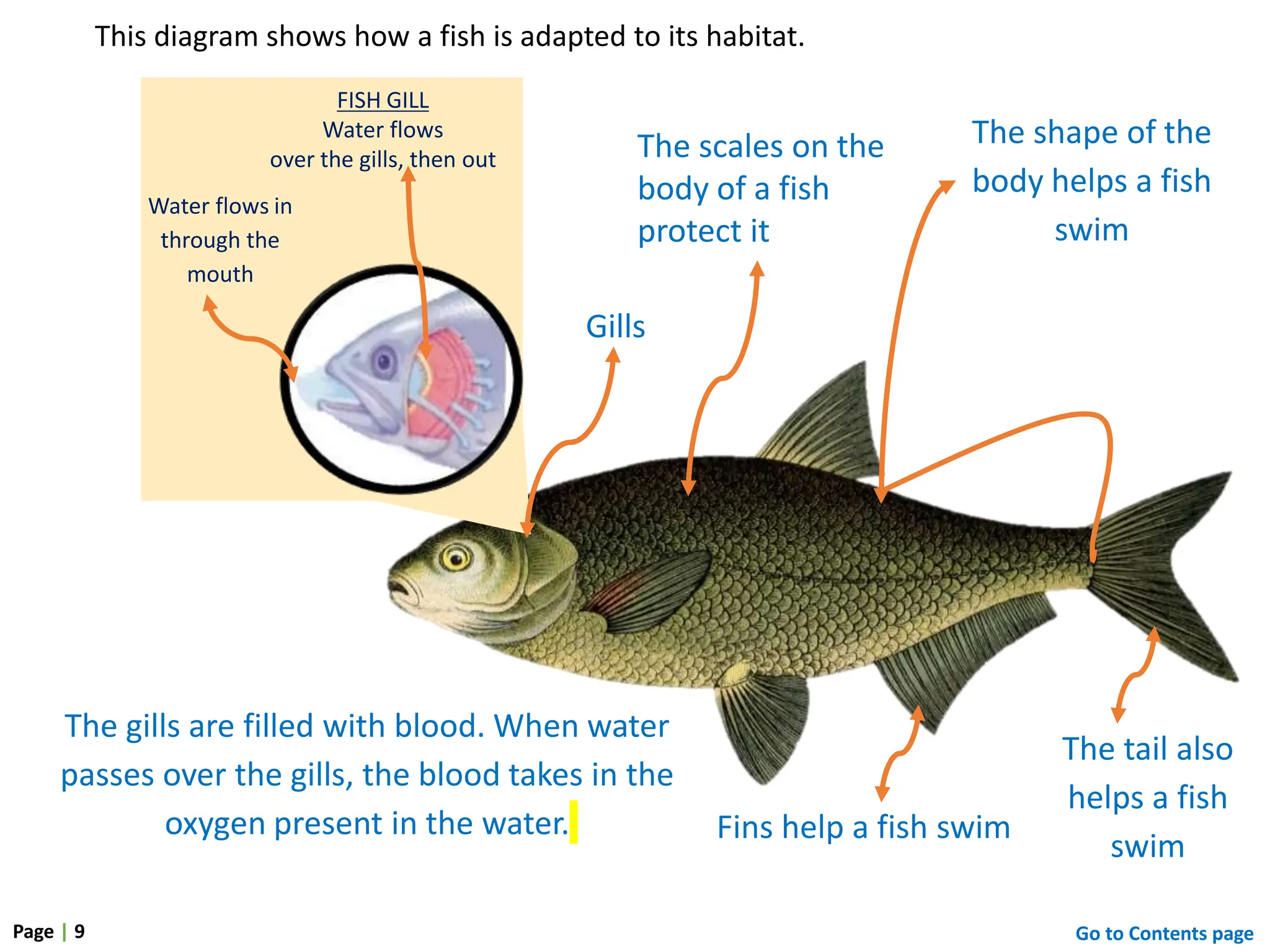 1. Grade 5-Adaptations and Interdependence of Plants and ...