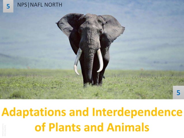 1. Grade 5-Adaptations and Interdependence of Plants and ...