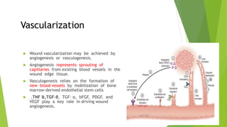 1.Wound healing 2.pptxon the surgical point | PPTX
