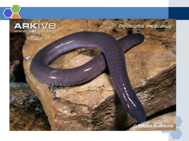 1. Amphibians-Gymnophiona, Caudata kurikulum.ppt