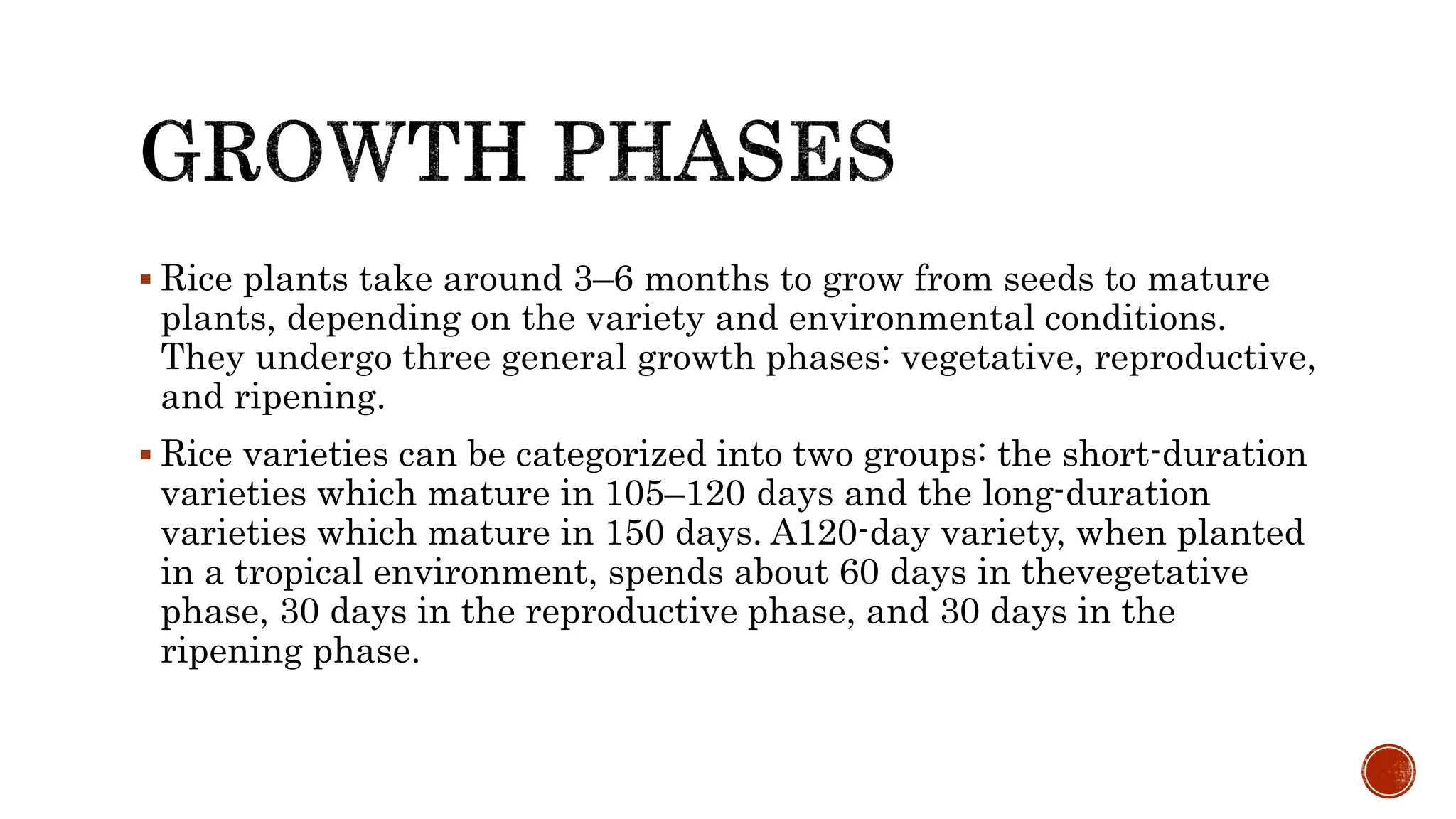 1. Rice crop cultivation, current data . | PPTX