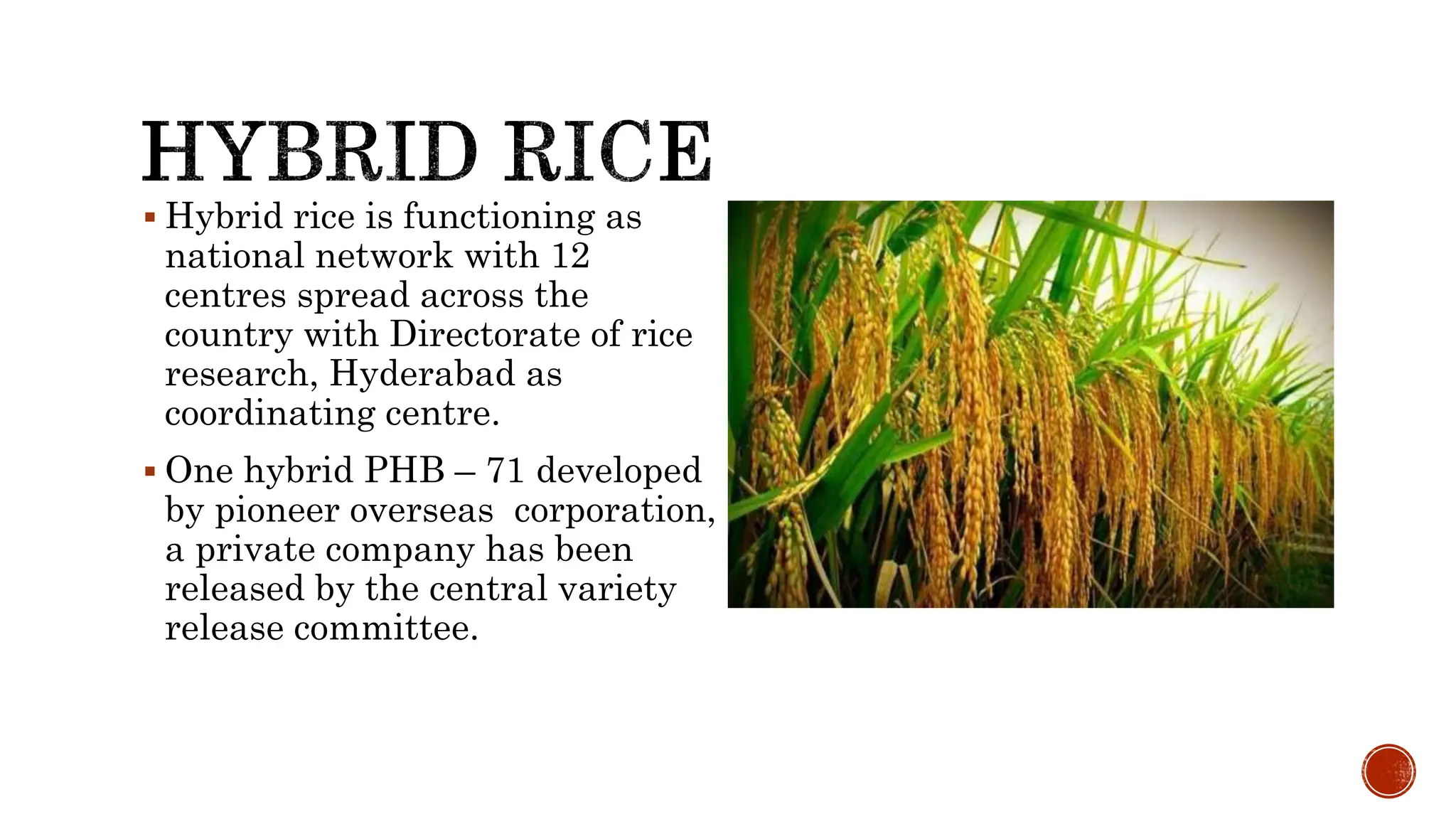 1. Rice crop cultivation, current data . | PPTX