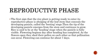 1. Rice crop cultivation, current data . | PPTX