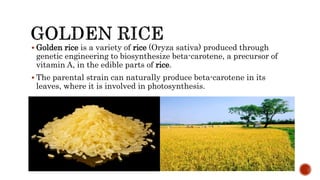 1. Rice crop cultivation, current data . | PPTX