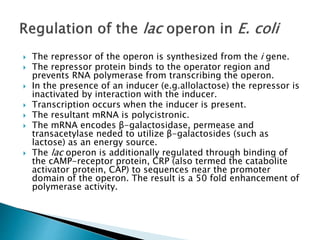 1. REGULATION OF GENE Expression-note .pptx