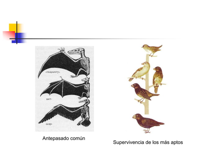 La evolución humana u hominización es el nombre que recibe el proceso ...