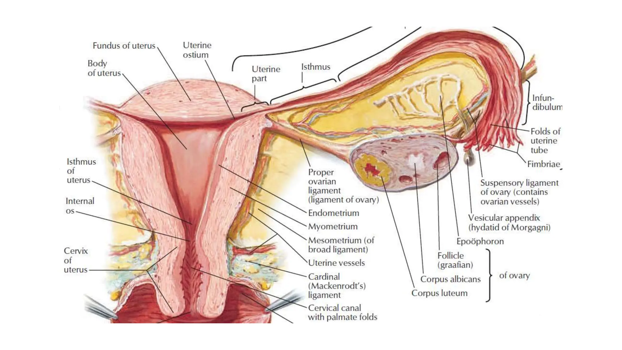 1.Anatomy of female genital tract.....pptx