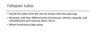 1.Anatomy of female genital tract.....pptx
