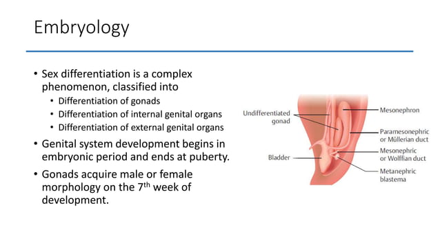 1.Anatomy of female genital tract.....pptx