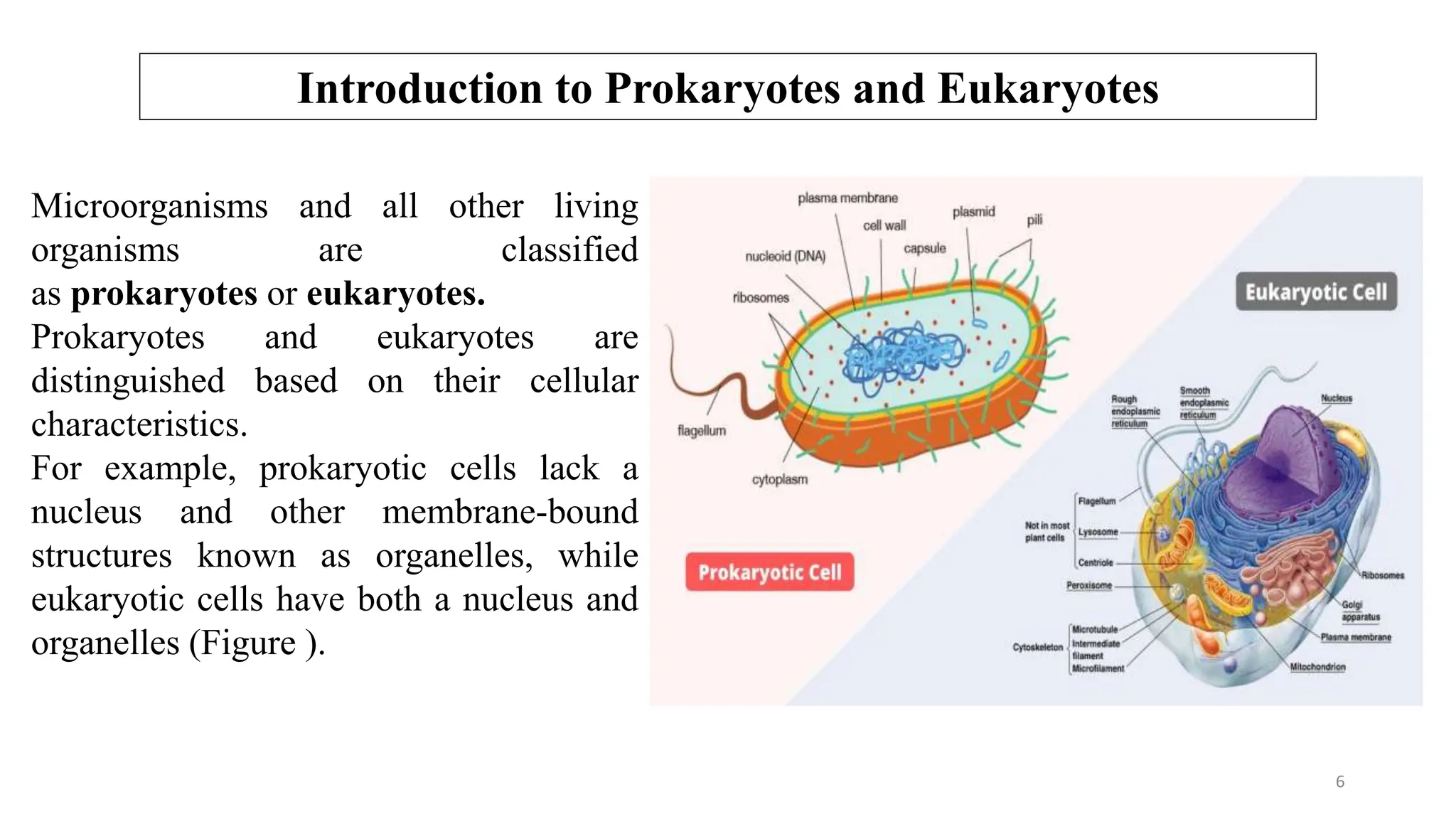 Introduction to prokaryotes and eukaryotes.pptx | Biological Sciences ...