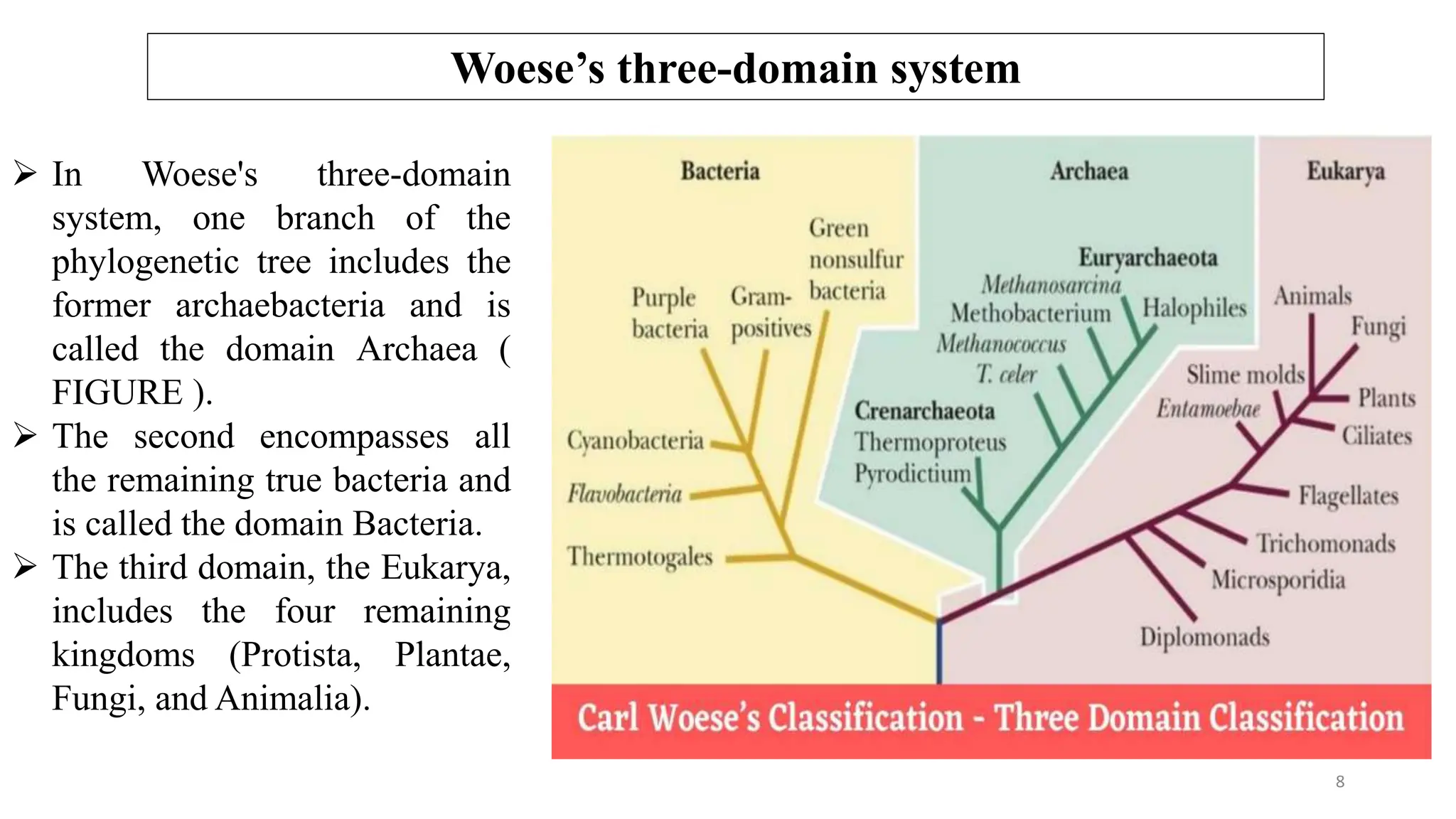 Introduction to prokaryotes and eukaryotes.pptx