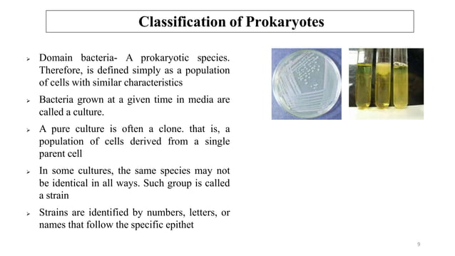 Introduction to prokaryotes and eukaryotes.pptx | Biological Sciences ...