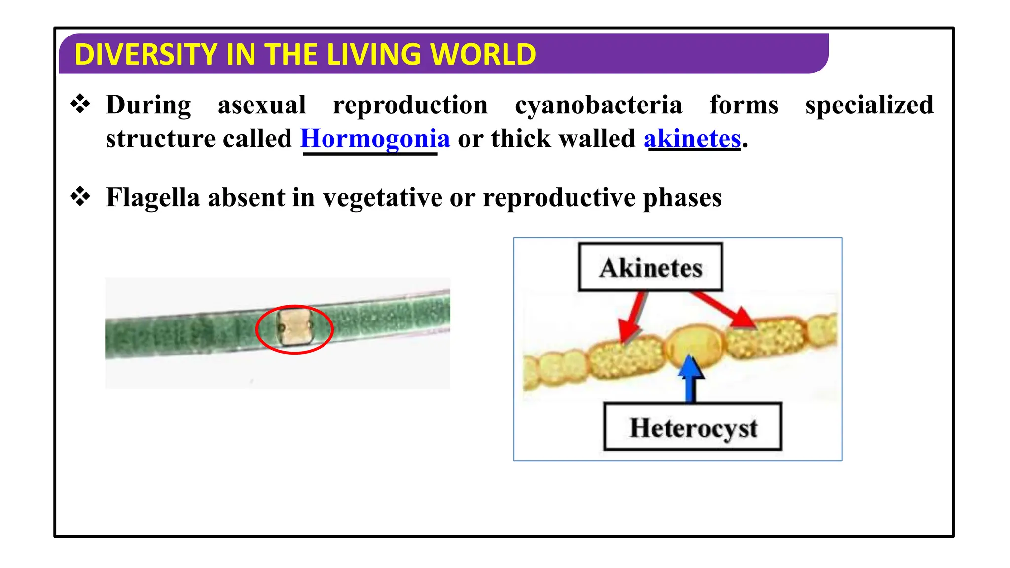 Biological classification introduction.. | PPT