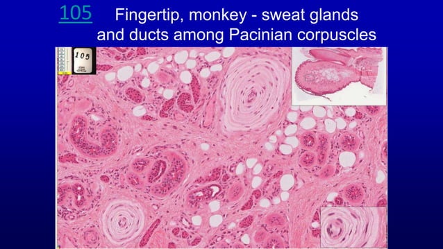 1. Course Overview of histology and direction ppt | PPT