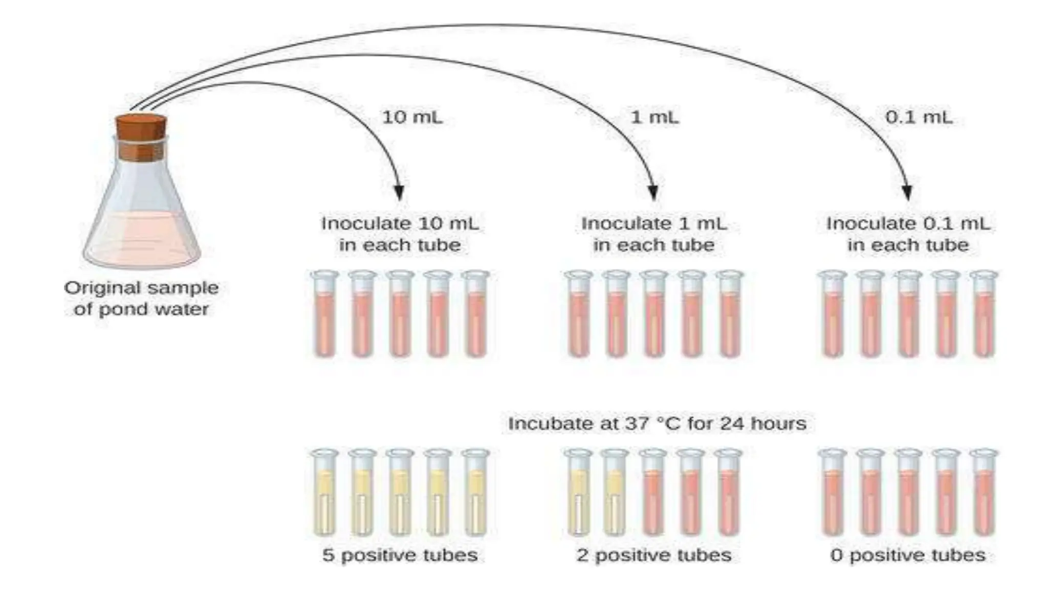 Quantitative measurement of bacterial growth(total and viable count).pptx