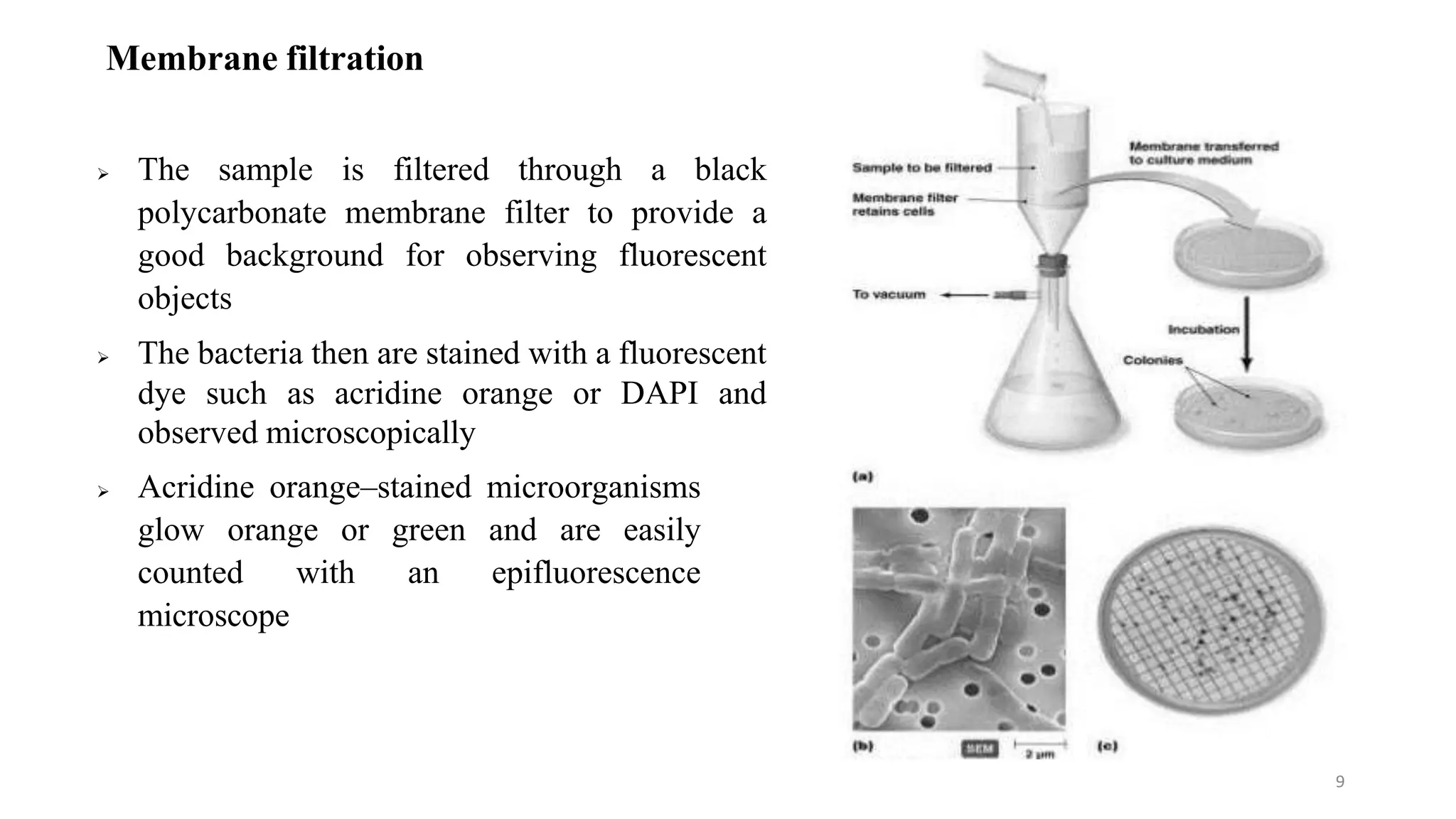 Quantitative Measurement Of Bacterial Growth Total And Viable Count Pptx