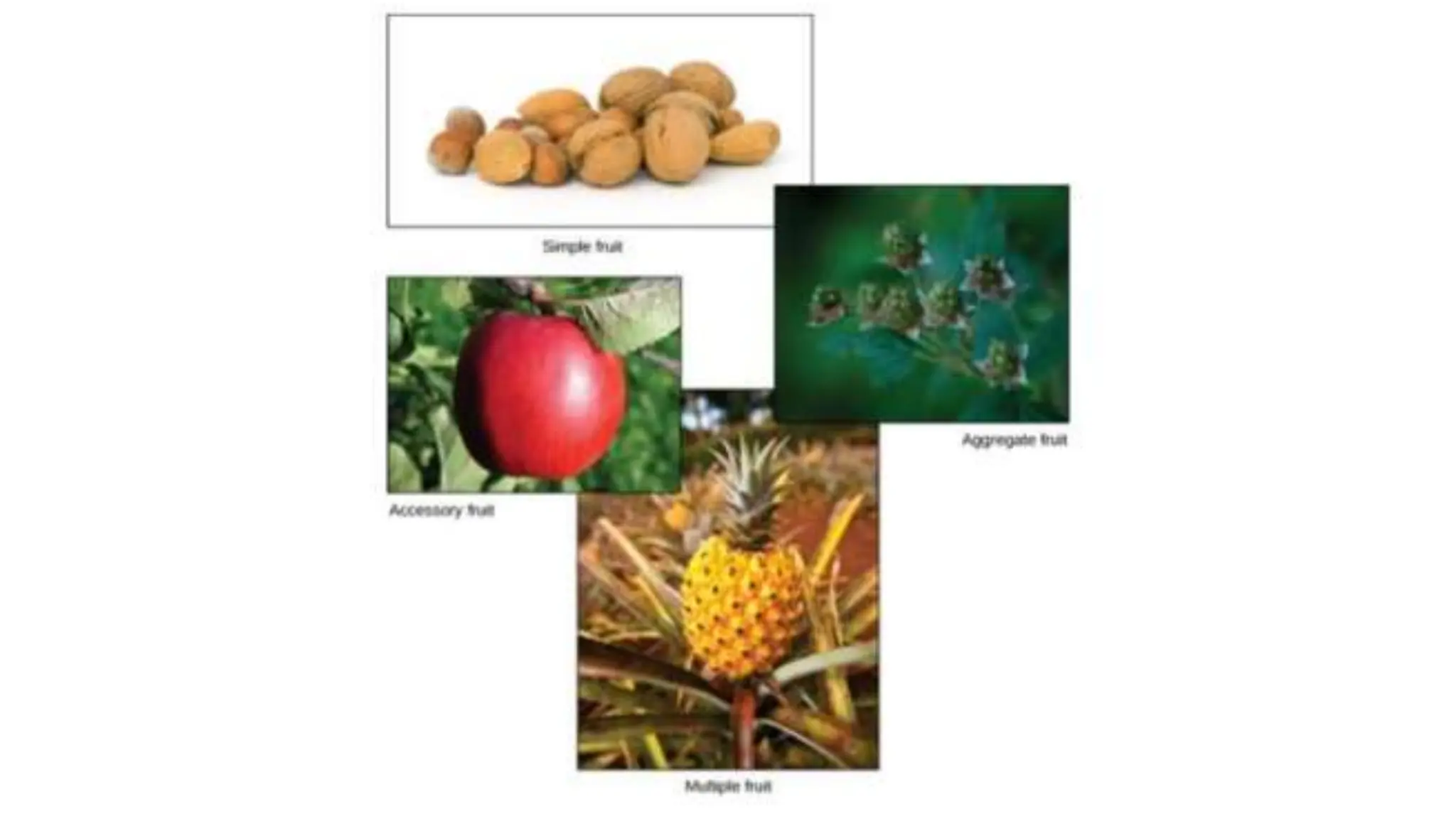 1.Introduction to Fruits and its types.pptx