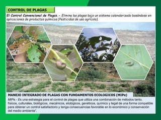1. Eval plagas y acb palto y maíz (1).pdf