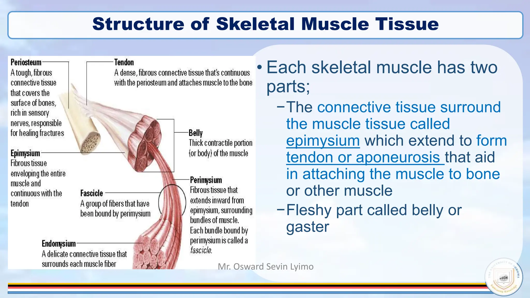 1. MusclarA System.pptx anatomy and physiology.pptx