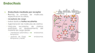 Membrana celular, funciones, componentes, estructura | PDF