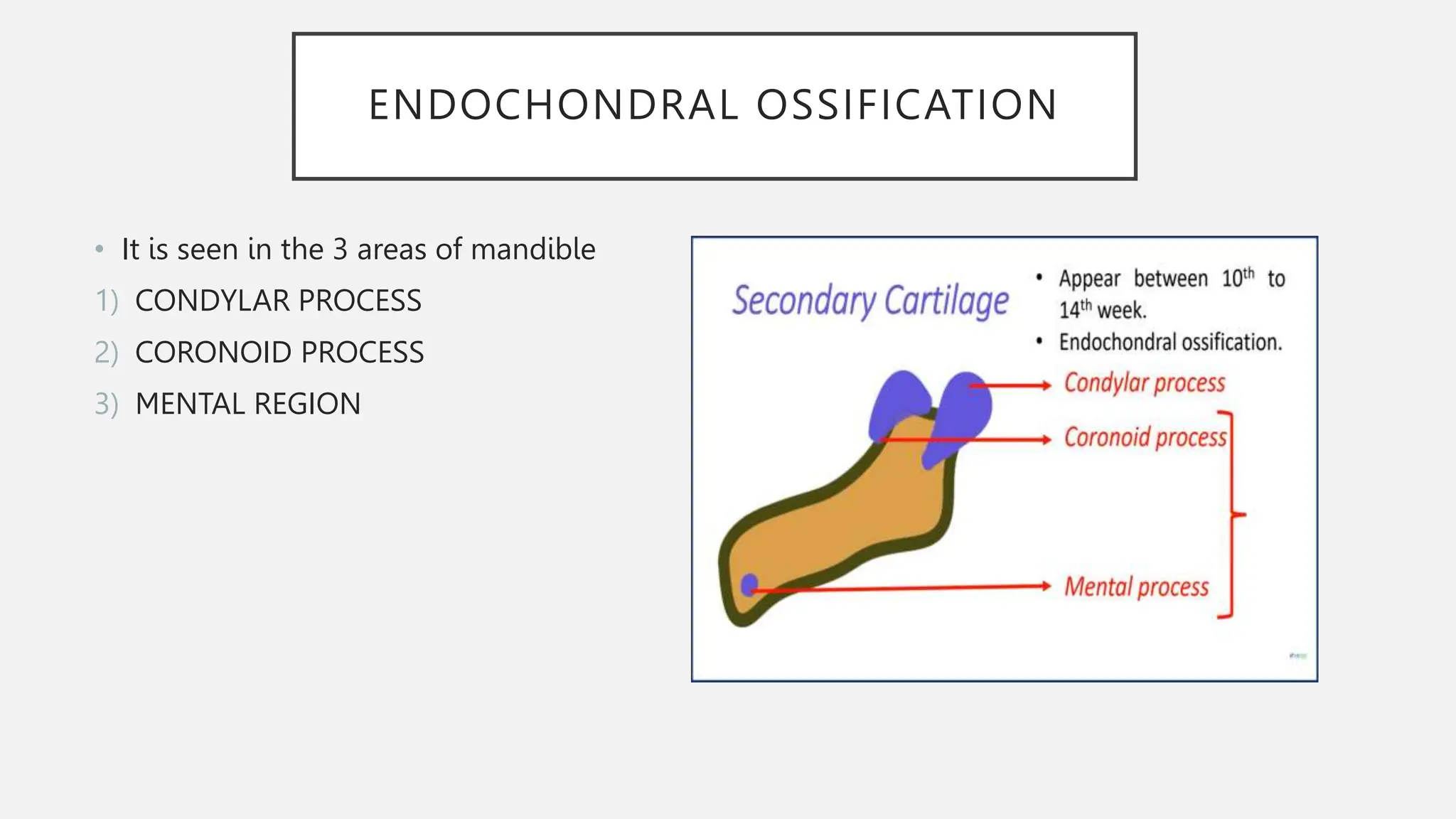 growth and development of mandible both prenatal and postnatal | PPT
