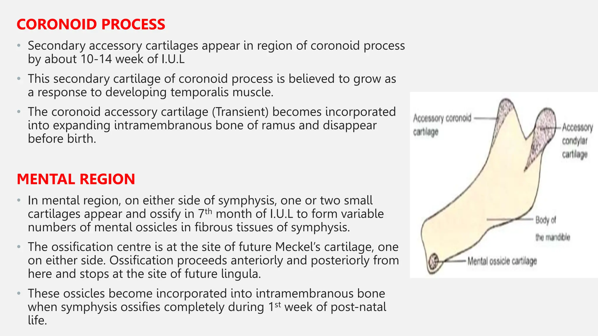 growth and development of mandible both prenatal and postnatal | PPT