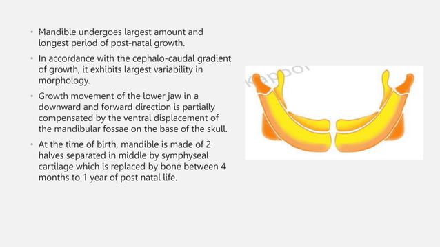 growth and development of mandible both prenatal and postnatal | PPT
