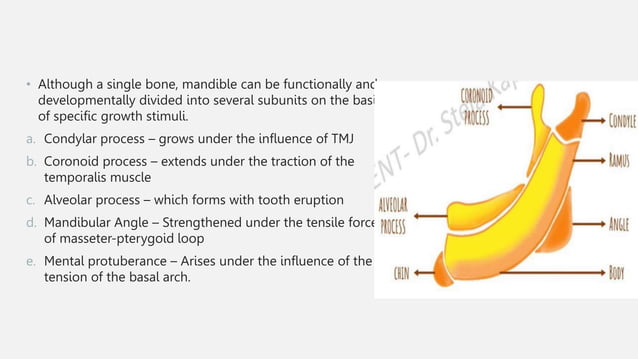 growth and development of mandible both prenatal and postnatal | PPT