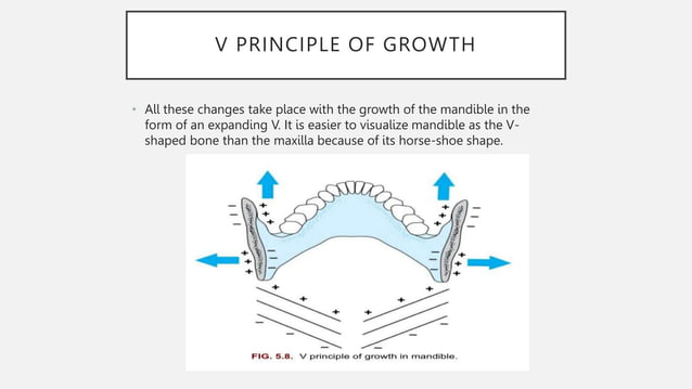 growth and development of mandible both prenatal and postnatal | PPT