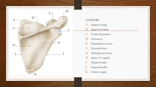 Anatomy for Human Body fixed resources session | PPTX