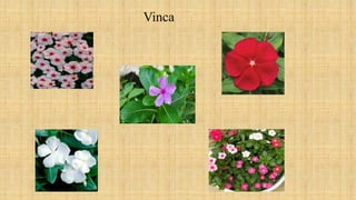 Anticancer drug which have promiising effect Vinca.pptx