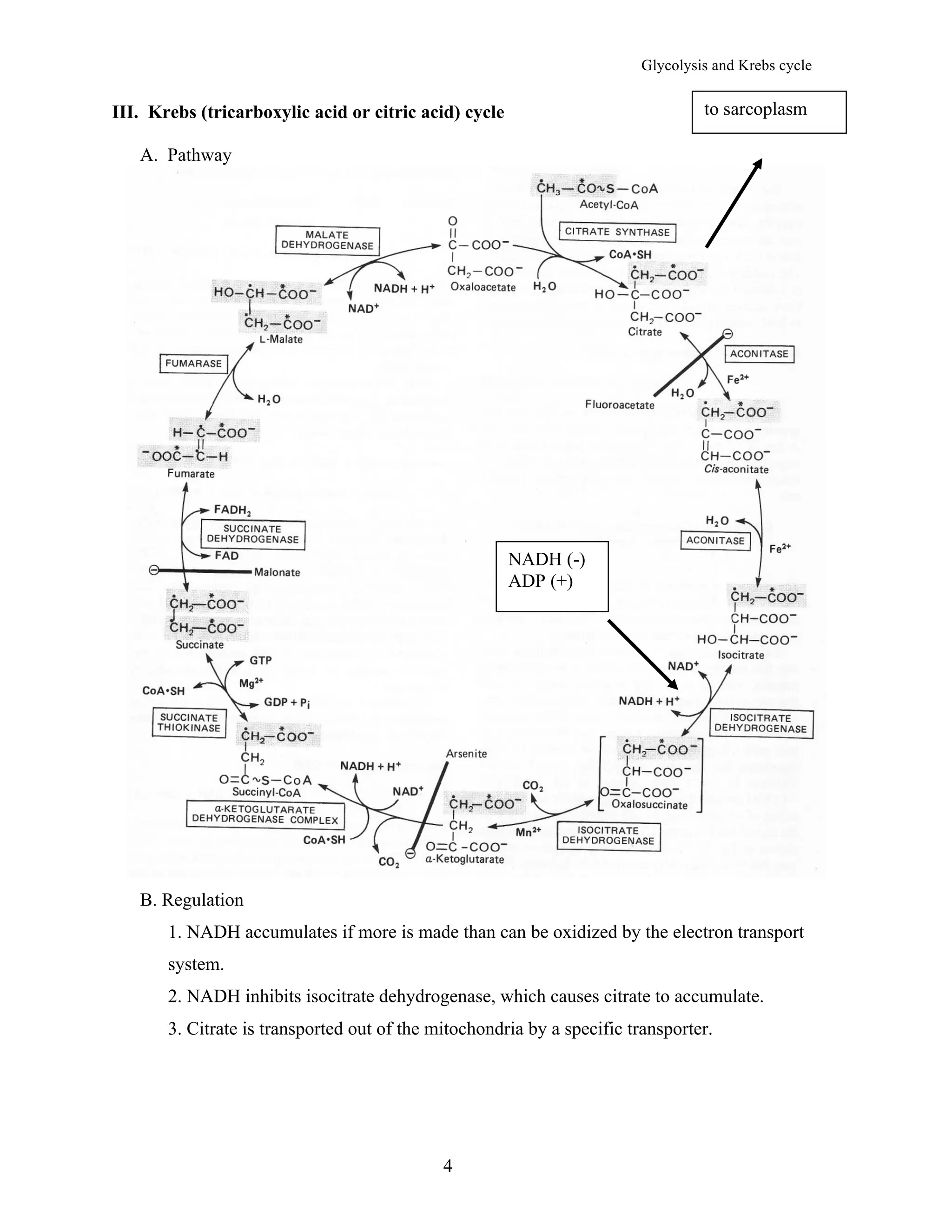 1.-Glycolysis-and karab cycle-the-TCA-cycle.pdf