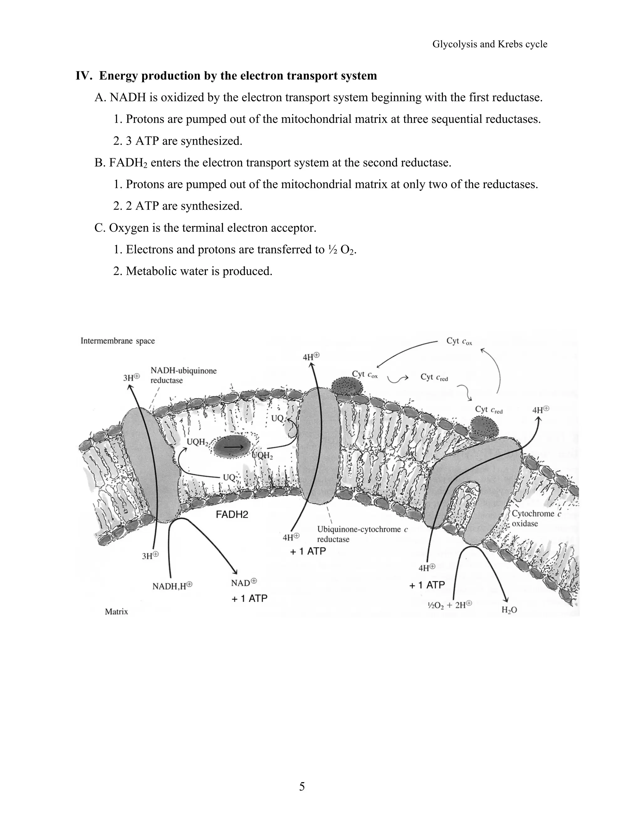 1.-Glycolysis-and karab cycle-the-TCA-cycle.pdf