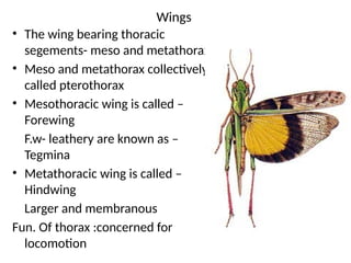 1. Observations on external features of grasshopepr cockroach.pptx