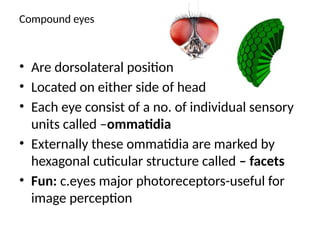 1. Observations on external features of grasshopepr cockroach.pptx