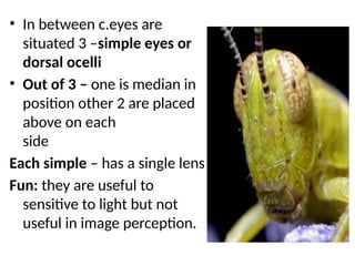 1. Observations on external features of grasshopepr cockroach.pptx