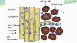 10. Cell Transport Systems in Organisms.pptx