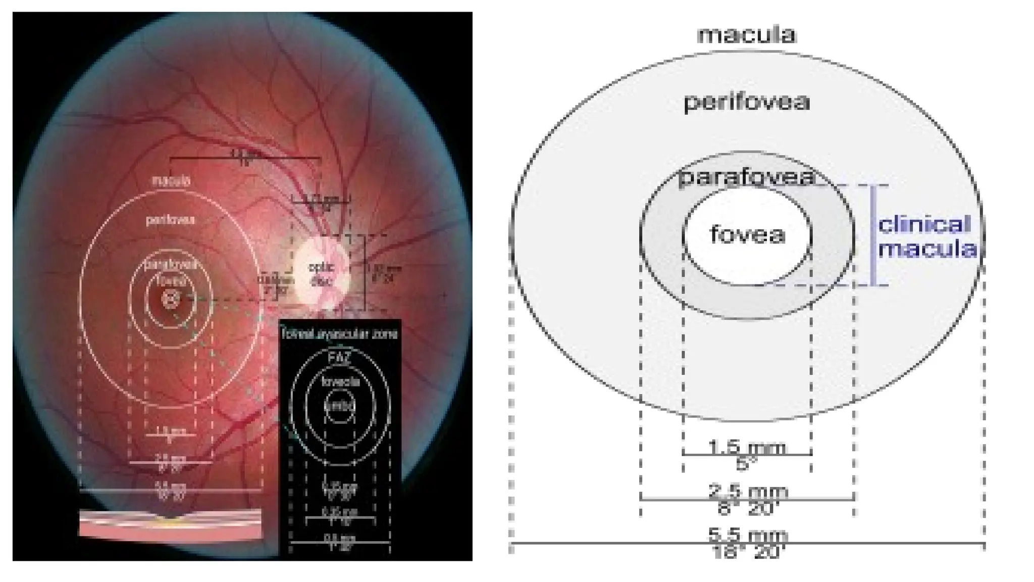 1.0 ANATOMY OF THE EYE BALL.pptx of the eye ball | PPT