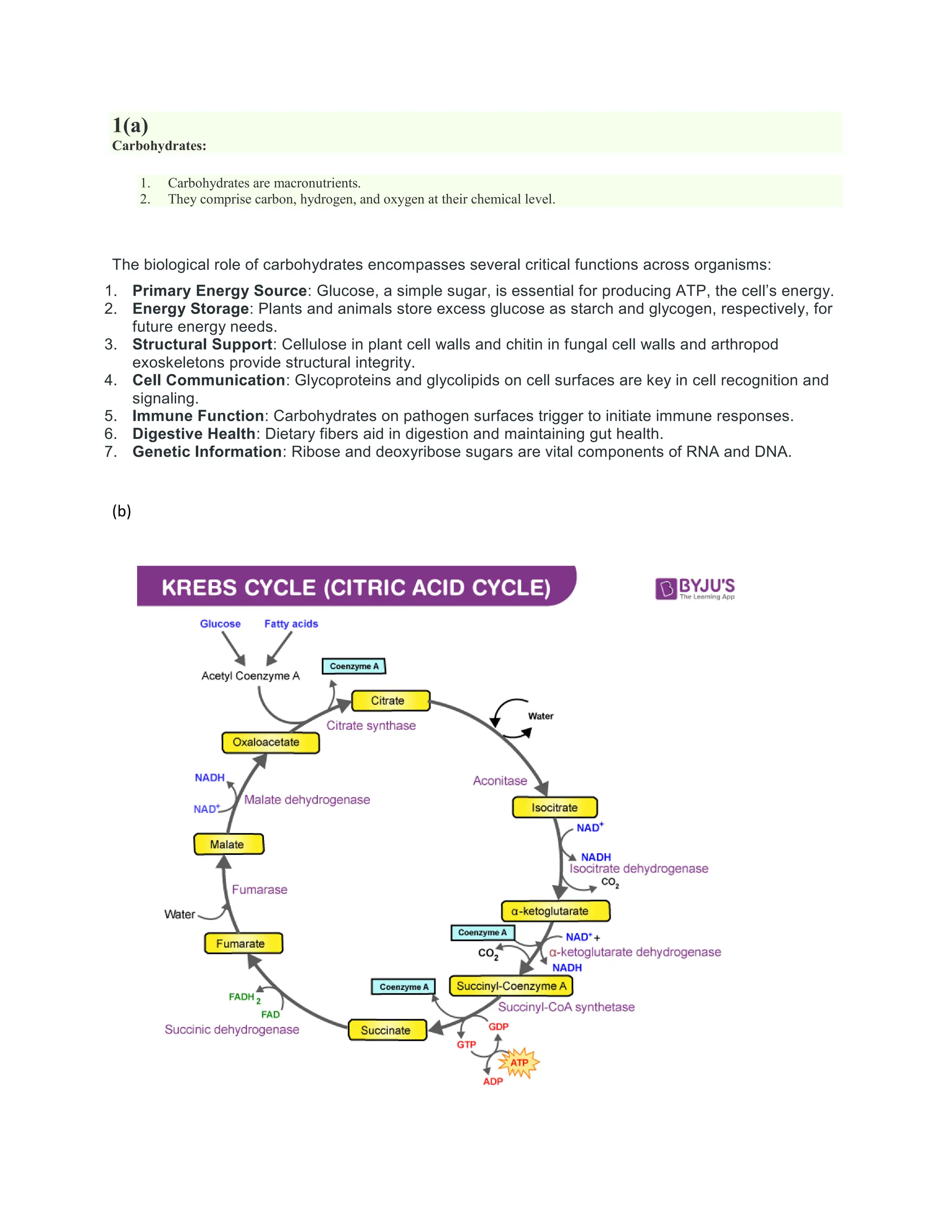 Detailed overview on TCA Cycle Representation | PDF