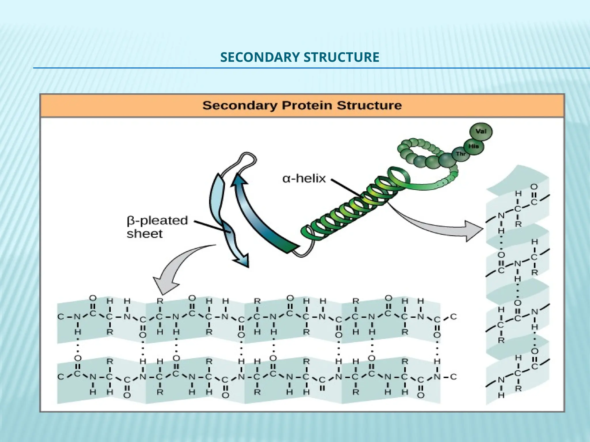 PROTEIN STRUCTURE AND LEVELS OF PROTEINS.pptx